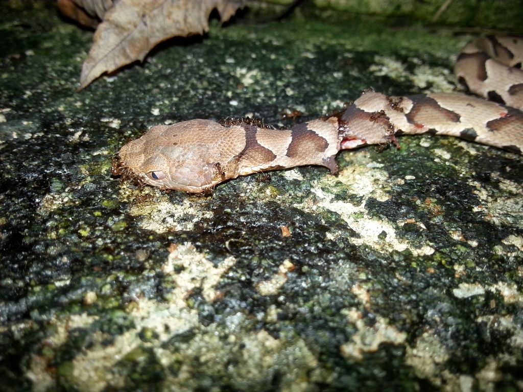 Eastern Copperhead from United States by Logan Cain · iNaturalist