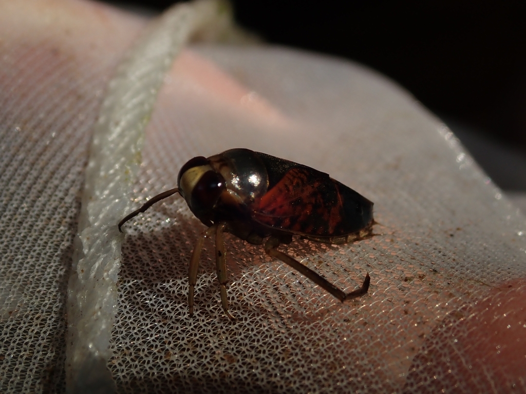 Notonecta montandoni in March 2024 by 海野ふる子 · iNaturalist