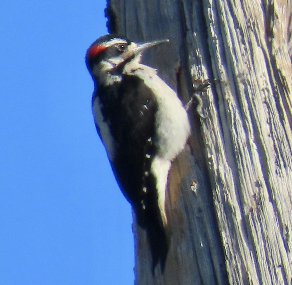 Hairy Woodpecker from Salinas, CA, US on March 27, 2024 at 09:21 AM by ...