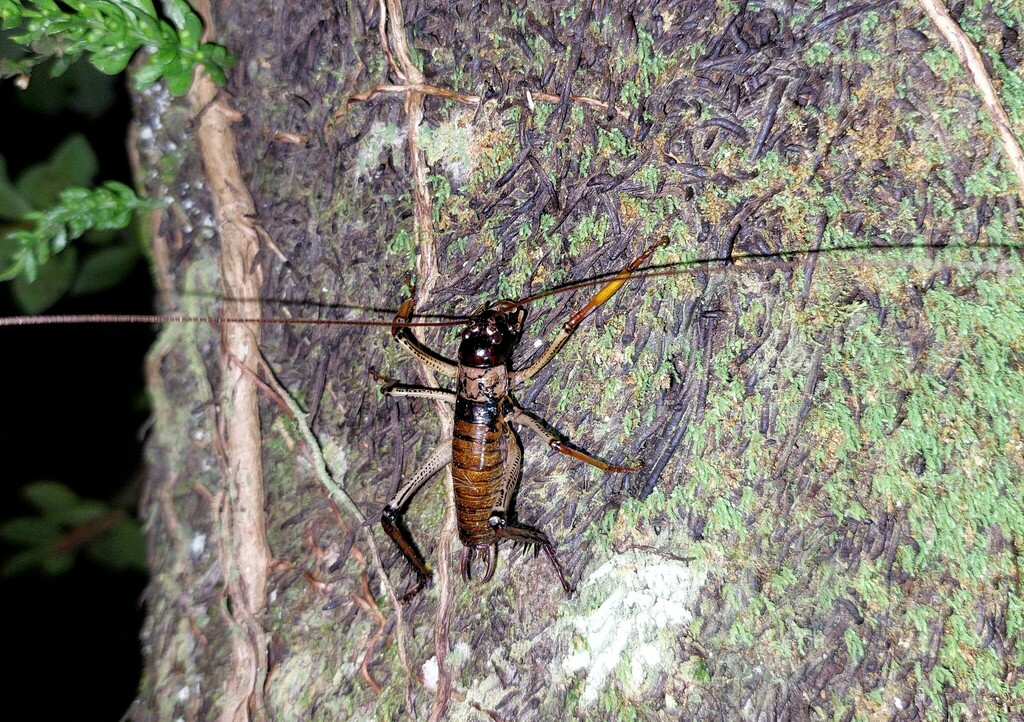 Auckland Tree Weta from Burgess Park 4371, New Zealand on April 16 ...