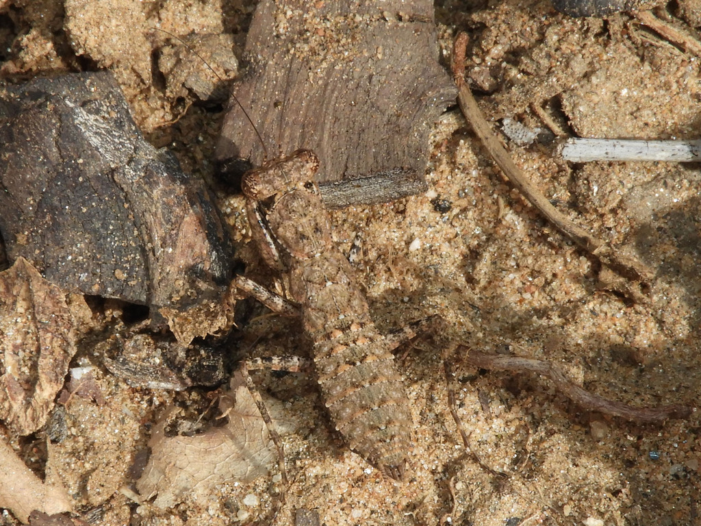 Elaea from Kongelai, Kenya on December 28, 2023 at 10:40 AM by Mike ...