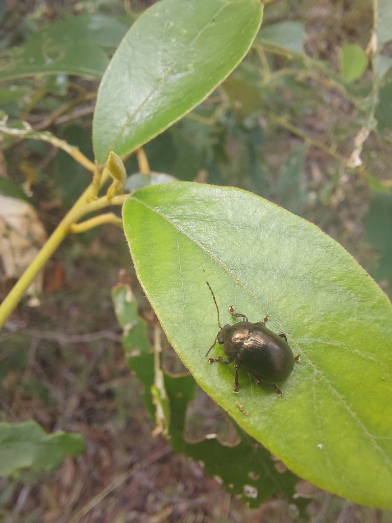 Geloptera from Brisbane QLD, Australia on March 29, 2024 at 09:43 AM by ...