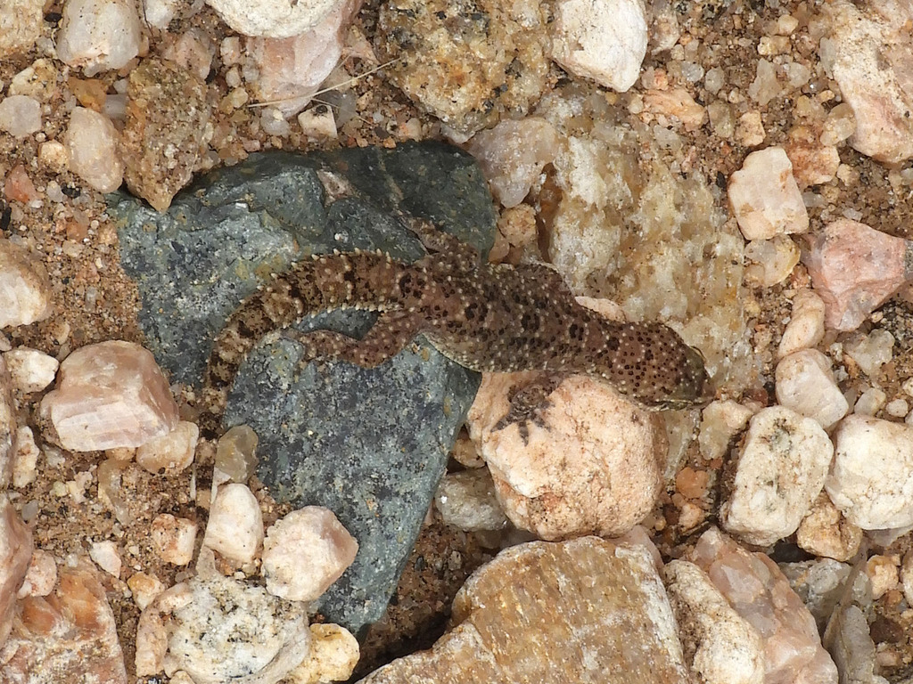 House Geckos from Kongelai, Kenya on December 28, 2023 at 10:45 AM by ...