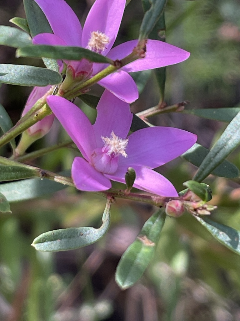 Crowea exalata magnifolia from Bargo, AU-NS-WC, AU-NS, AU on March 29 ...
