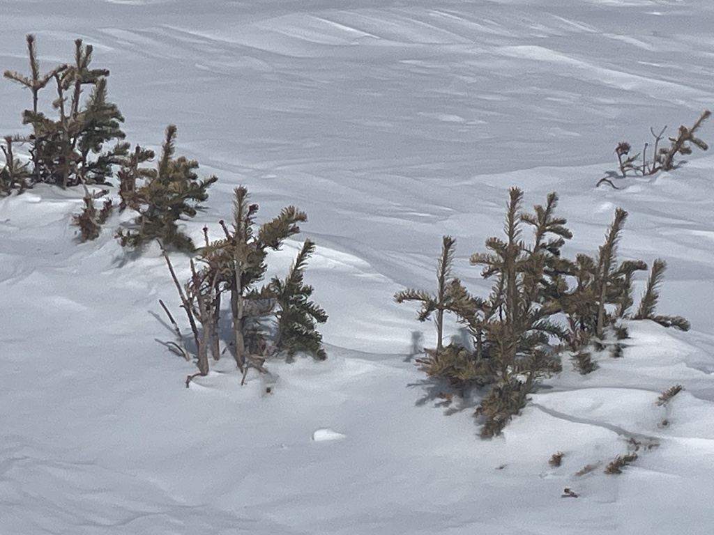 Rocky Mountains Subalpine Fir from Winter Park, CO, US on March 28 ...