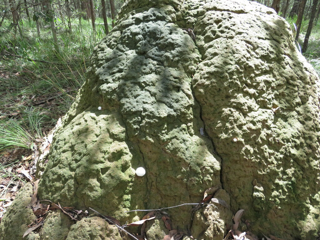 Fungi Including Lichens from Brisbane QLD, Australia on March 29, 2024 ...