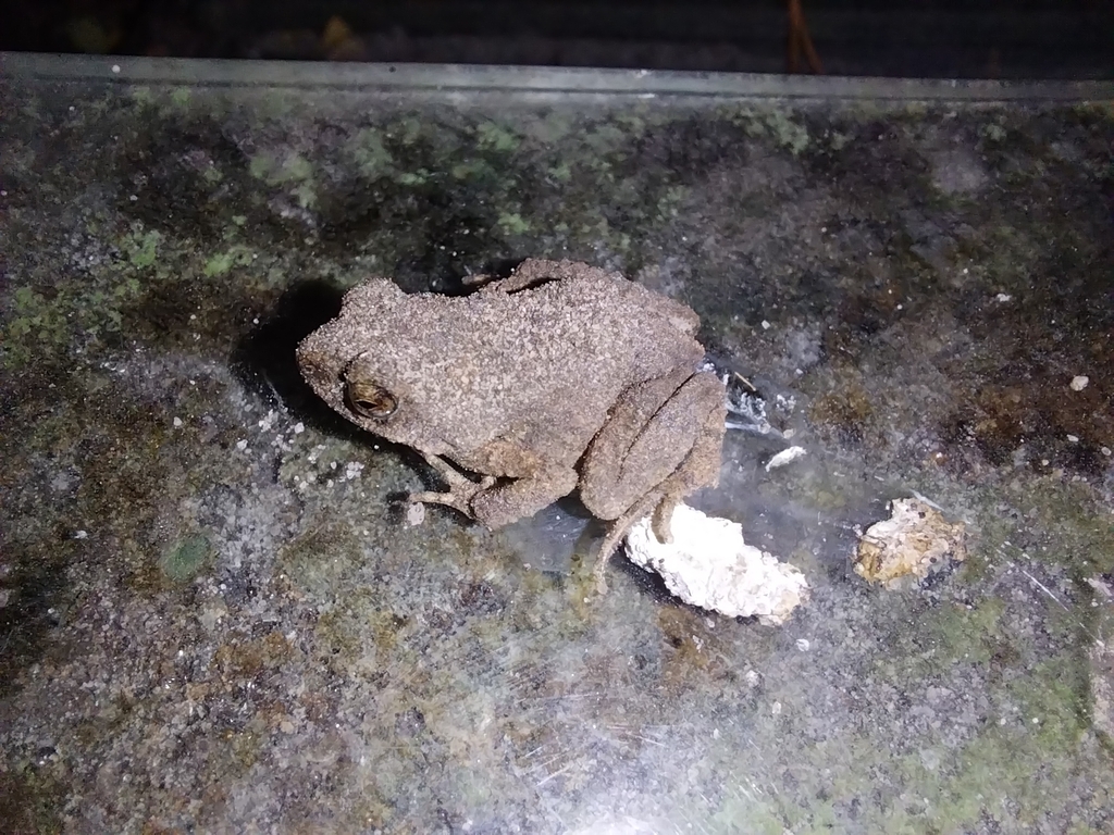 Túngara Frog from CJV7+8R7, Freeport, Trinidad and Tobago on March 26 ...