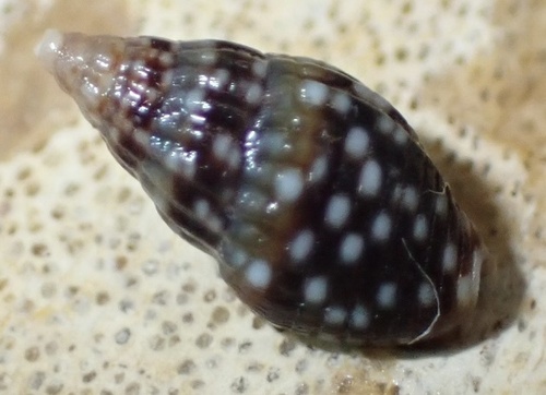 Anachis lentiginosa · iNaturalist United Kingdom