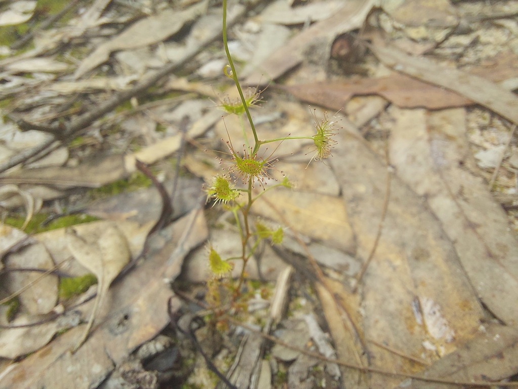 Drosera lunata from Brisbane QLD, Australia on March 29, 2024 at 11:35 ...