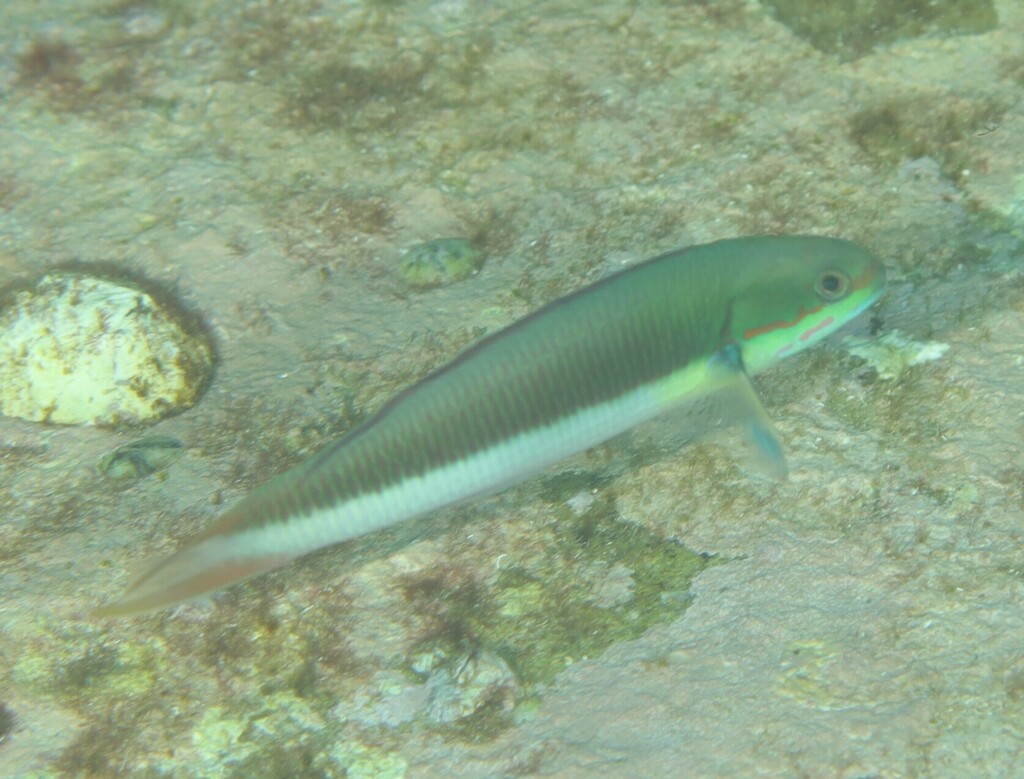 Blue-headed Wrasse from Northern Beaches Council, NSW, Australia on ...