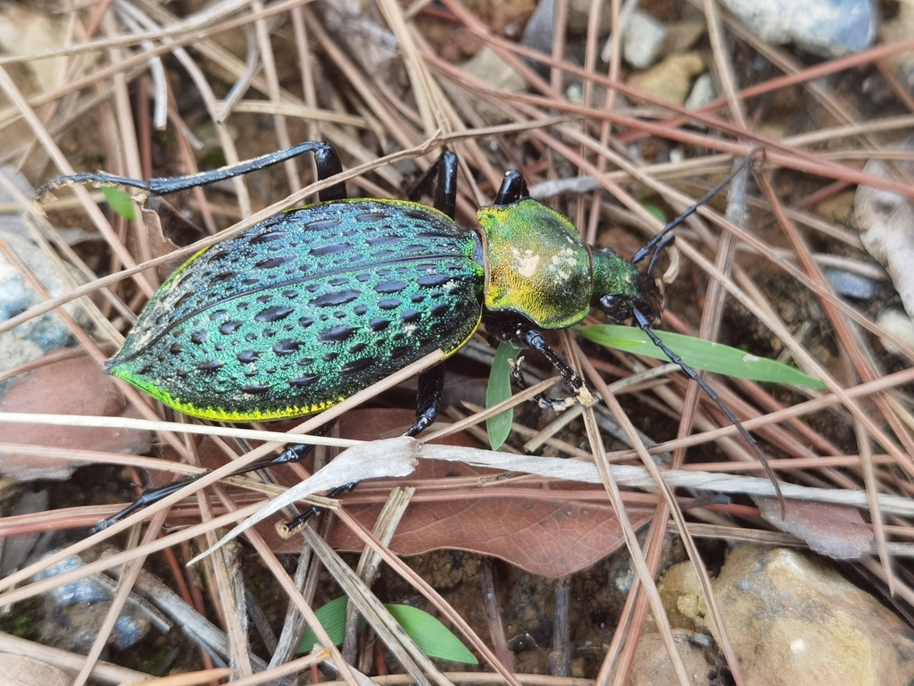 Carabus lafossei from 江苏省南京市江宁区汤山风景区 on March 29, 2024 at 01:10 PM by 杨 ...
