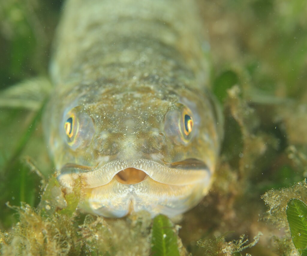 Large-scaled Grinner (Saurida undosquamis) - Marine Life Identification
