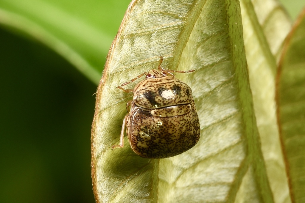 Kudzu Bug in March 2024 by 桃子 · iNaturalist