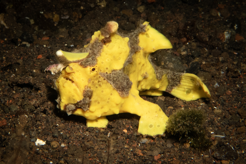 Warty Anglerfish from Karang Asem, ID-BA, ID on March 6, 2024 at 02:58 ...