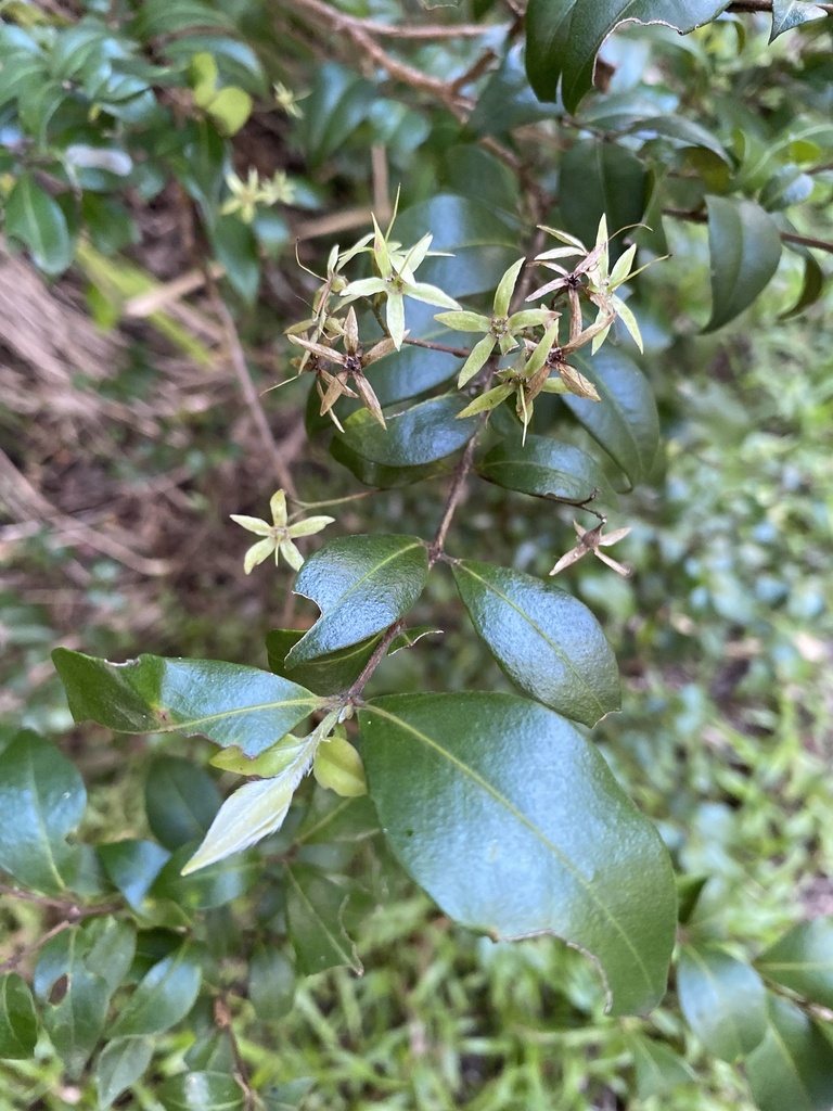 Grey Myrtle from Mapleton Falls National Park, Mapleton, QLD, AU on ...