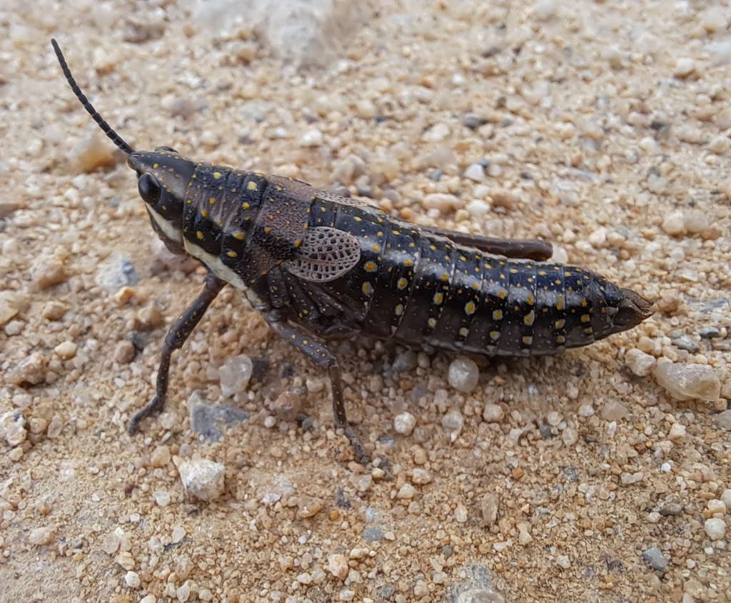 Blistered Pyrgomorph from Elsmore NSW 2360, Australia on March 29, 2024 ...