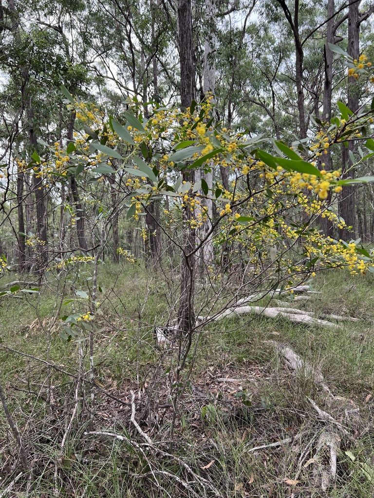 flat-stemmed wattle from Karawatha Forest Park Area, Karawatha, QLD, AU ...