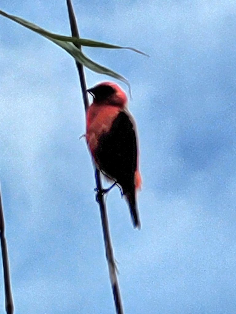 Red Fody from Mauritius Island on March 29, 2024 at 12:01 PM by ...