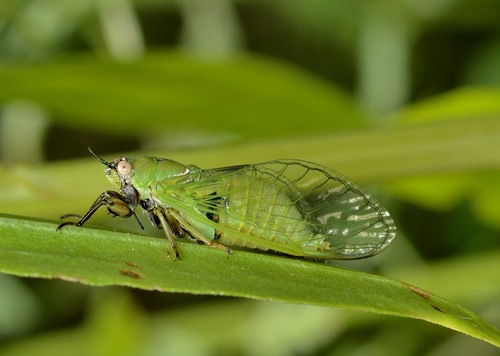 Texas Prairie Cicada (Cicadettana texana) · iNaturalist