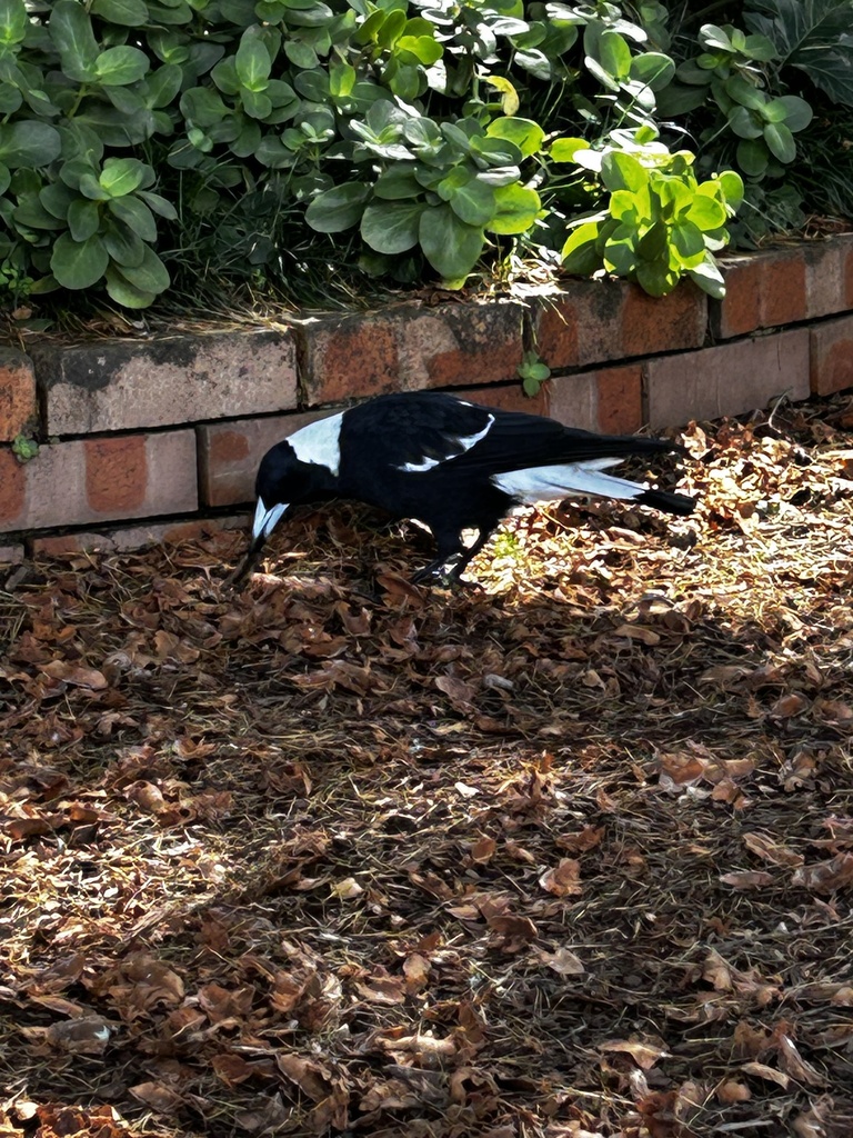 Australian Magpie from Mount Irvine, NSW, AU on March 29, 2024 at 02:24 ...