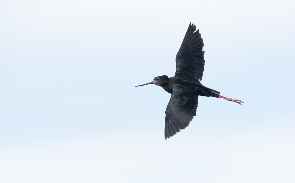 Black Stilt in March 2024 by Ben Ackerley · iNaturalist