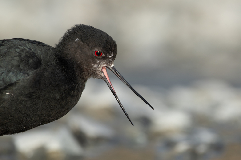 Black Stilt in March 2024 by Ben Ackerley · iNaturalist