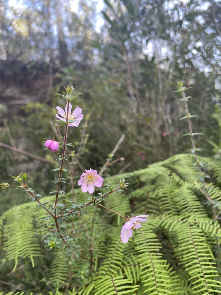 Bauera from Blue Mountain, QLD, AU on March 26, 2024 at 10:29 AM by ...