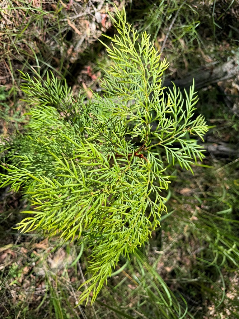 Crinkle Bush in March 2024 by Martin Bennett · iNaturalist