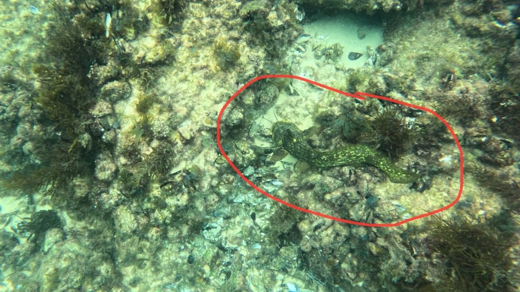 Estuary Cobbler from South Pacific Ocean, Merimbula, NSW, AU on March ...