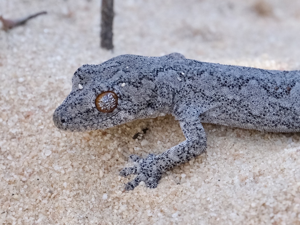 Southern Spiny-tailed Gecko from Wyperfeld National Park, Yaapeet, VIC ...
