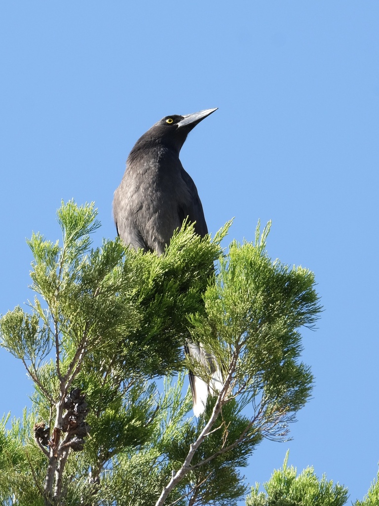 Black-winged Currawong from Wyperfeld National Park, Yaapeet, VIC, AU ...