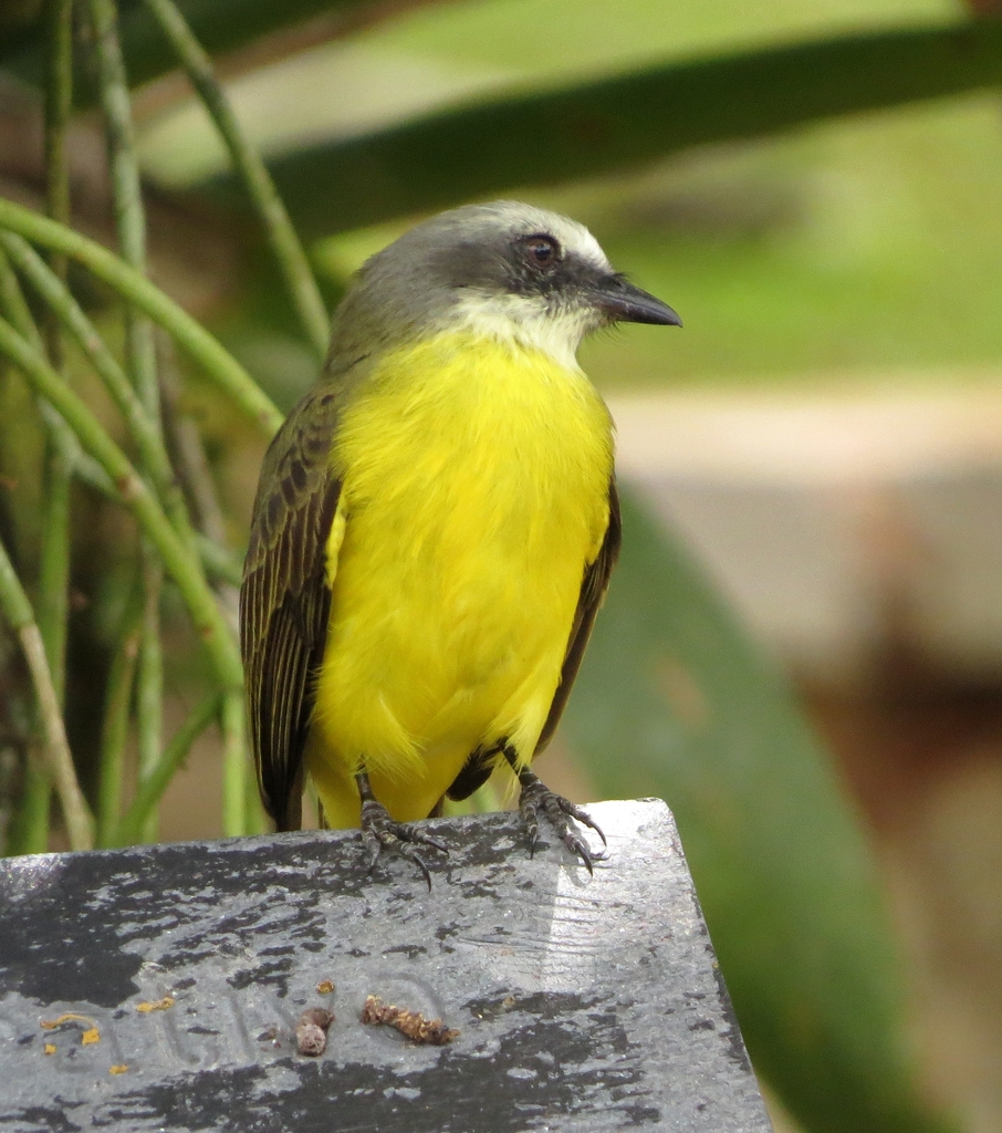 Gray-capped Flycatcher from Heredia Province, Sarapiqui, Costa Rica on ...