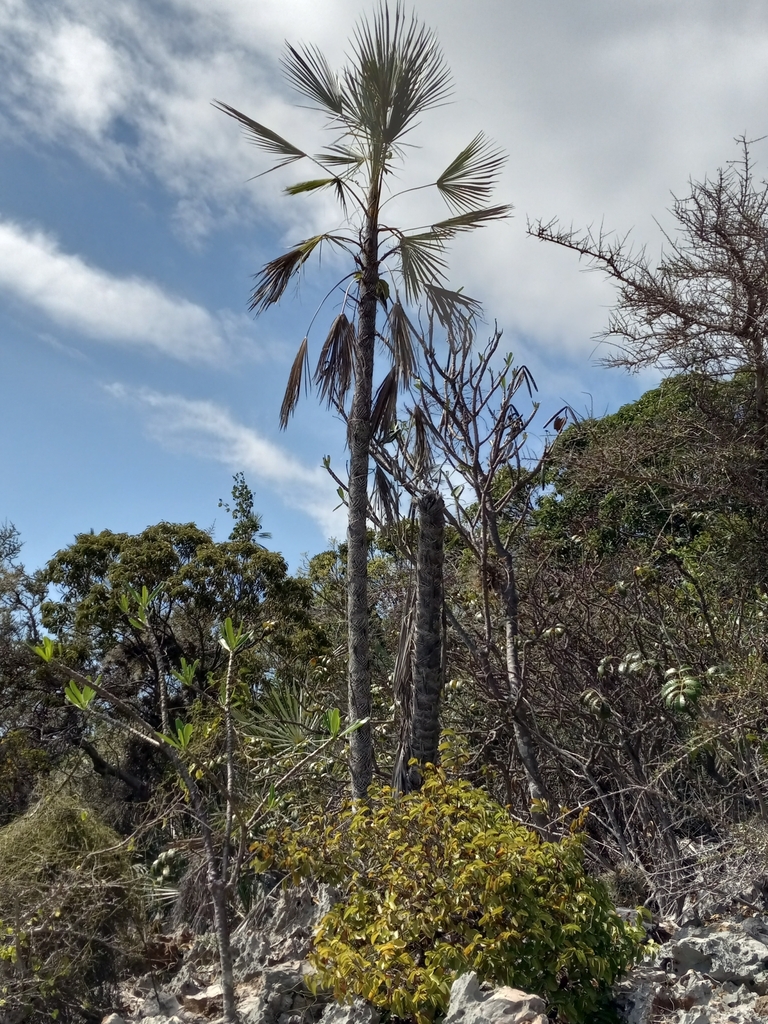 Coccothrinax ekmanii in March 2024 by Martin Reith · iNaturalist