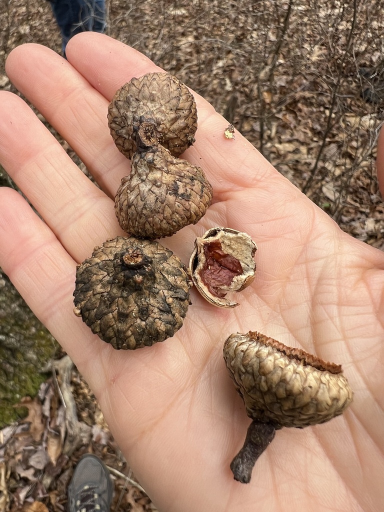 scarlet oak from Halifax, PA, US on March 26, 2024 at 04:30 PM by ...