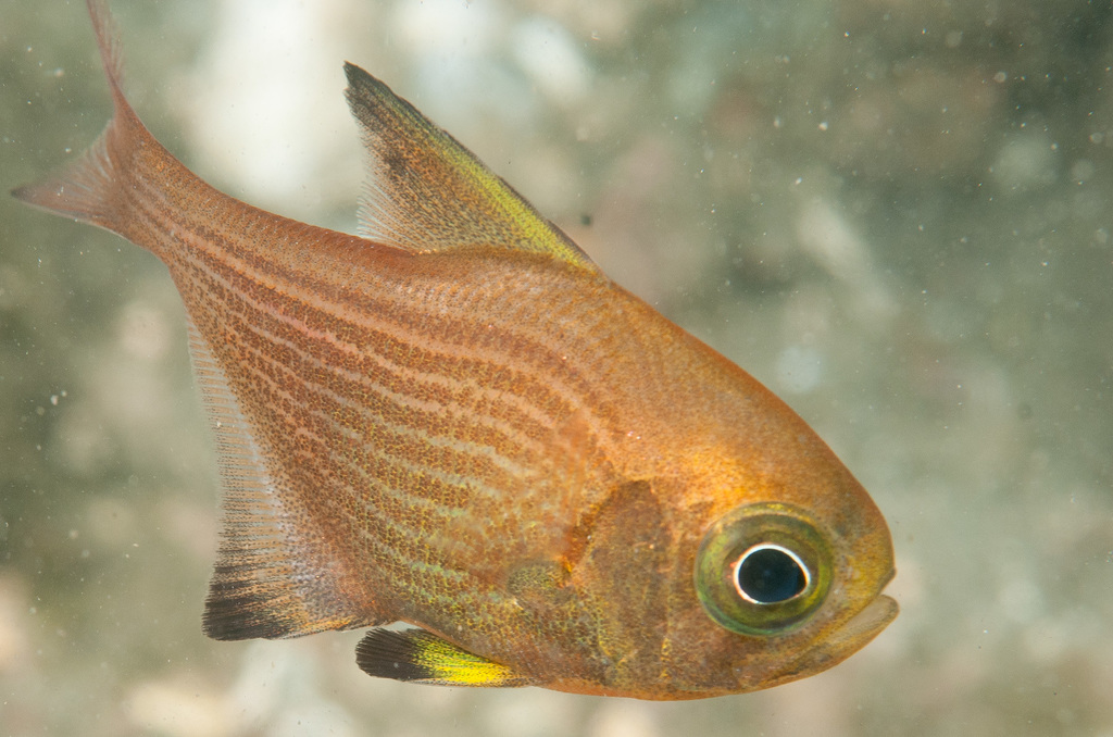 Bigscale Bullseye (Fishes of Chowder Bay, Sydney, Australia) · iNaturalist