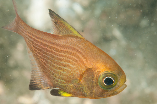 Bigscale Bullseye (Fishes of Chowder Bay, Sydney, Australia) · iNaturalist