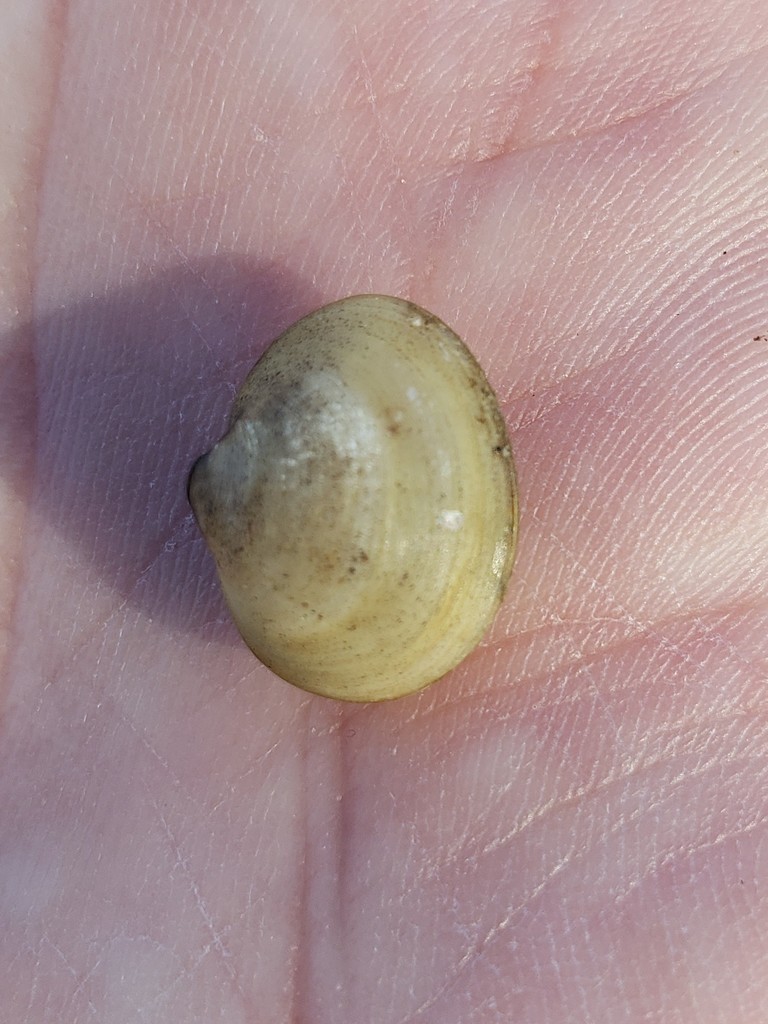 Musculium from 3109 Oak Hill Cove, Carrollton, TX 75007, USA on April ...