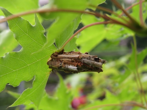 Observations by manoa_cat · iNaturalist