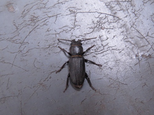 Observations by manoa_cat · iNaturalist