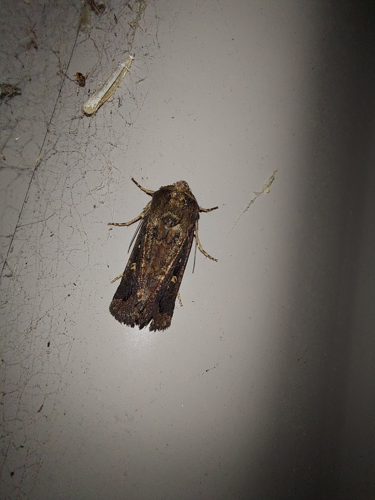 Proteuxoa from Lal Lal VIC 3352, Australia on March 29, 2024 at 10:11 ...