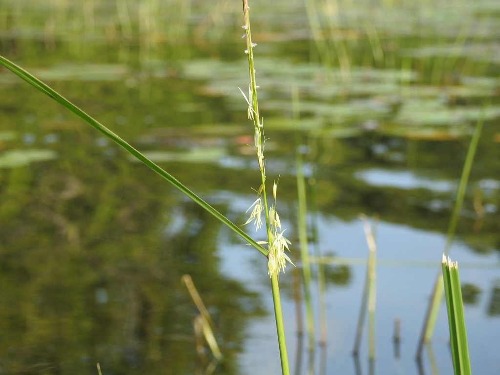 northern wild rice from Lanark County, ON, Canada on July 27, 2023 at ...