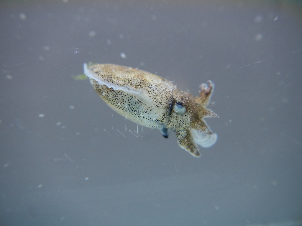 Cuttlefishes, Bobtails, and Bottletails from South Aegean, Aegean, GR ...