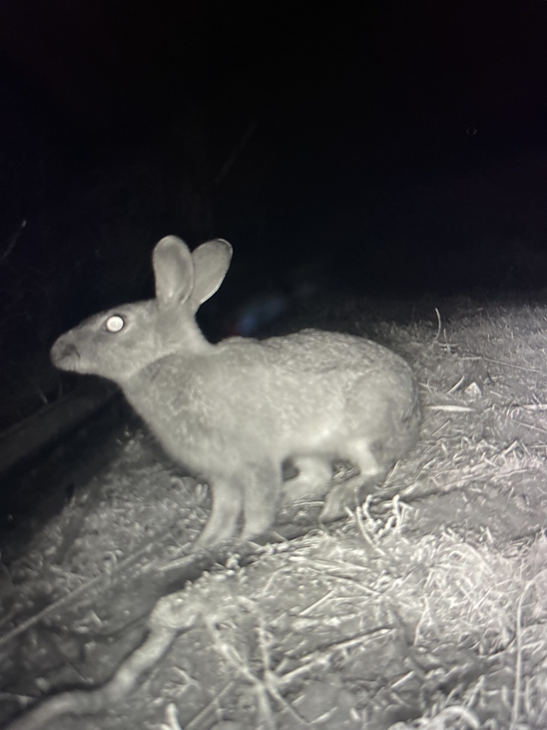 Hares and Rabbits from Tasmania, Nubeena, TAS, AU on March 18, 2024 at ...