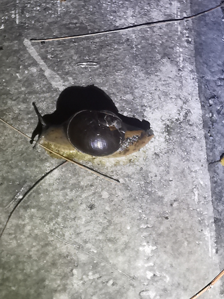 Arboreal Snail from 香港葵芳 on March 29, 2024 at 08:07 PM by Fung ...