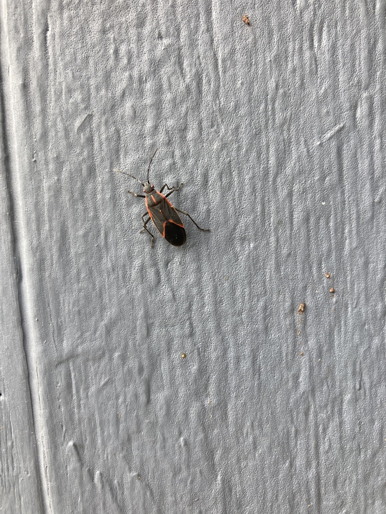 Eastern Boxelder Bug from Lake Dr, Haslett, MI, US on October 24, 2023 ...