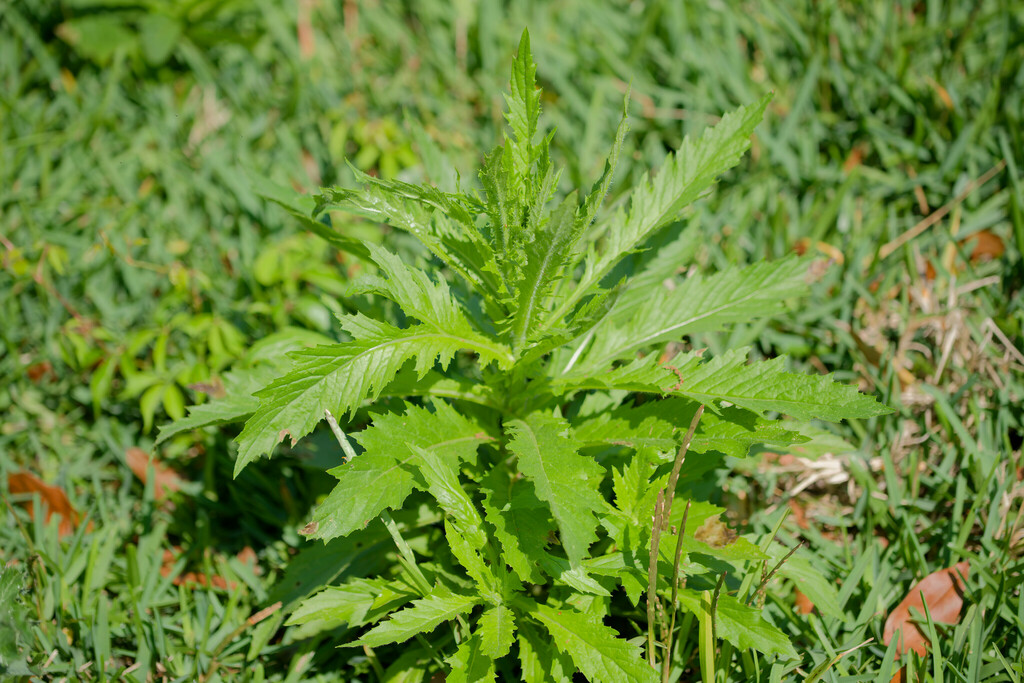 American burnweed from Alta Vista, Sarasota, FL, USA on March 8, 2024 ...