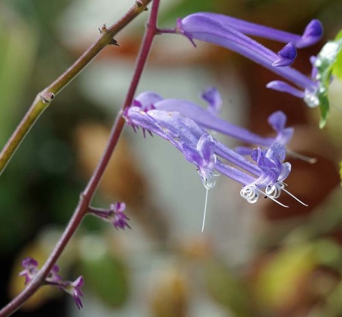 Ballerina Spurflower (Plectranthus reflexus) · iNaturalist