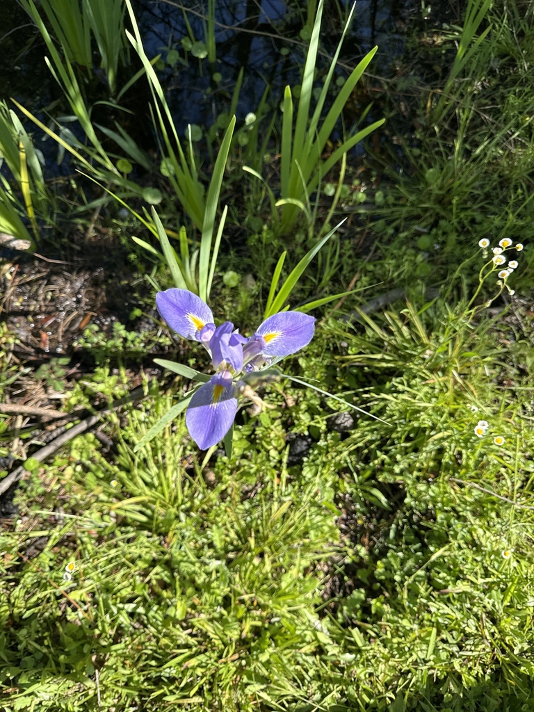 Prairie Iris from N Tallahassee Rd, Crystal River, FL, US on March 29 ...