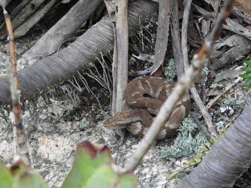 Alcatrazes Lancehead (Bothrops alcatraz) - Snakes and Lizards
