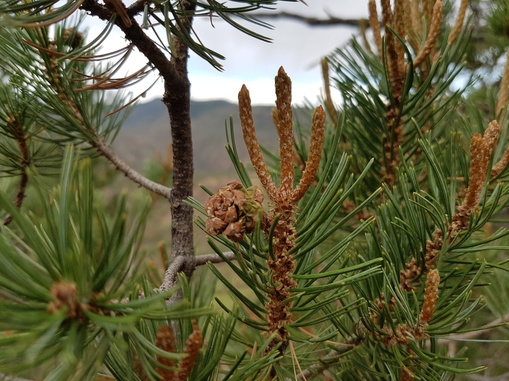 Mexican pinyon from Chihuahua, Chih., México on April 26, 2019 at 12:01 ...